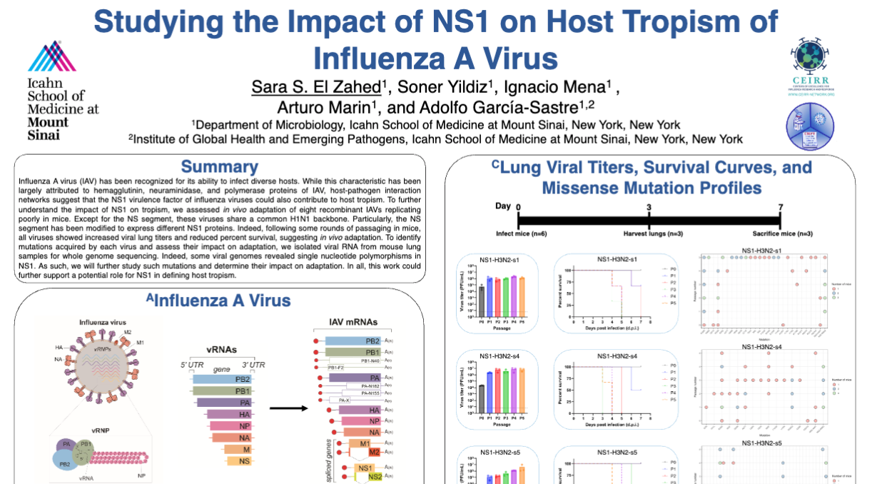 Studying the impact of NS1 on host tropism of influenza A virus | ESWI
